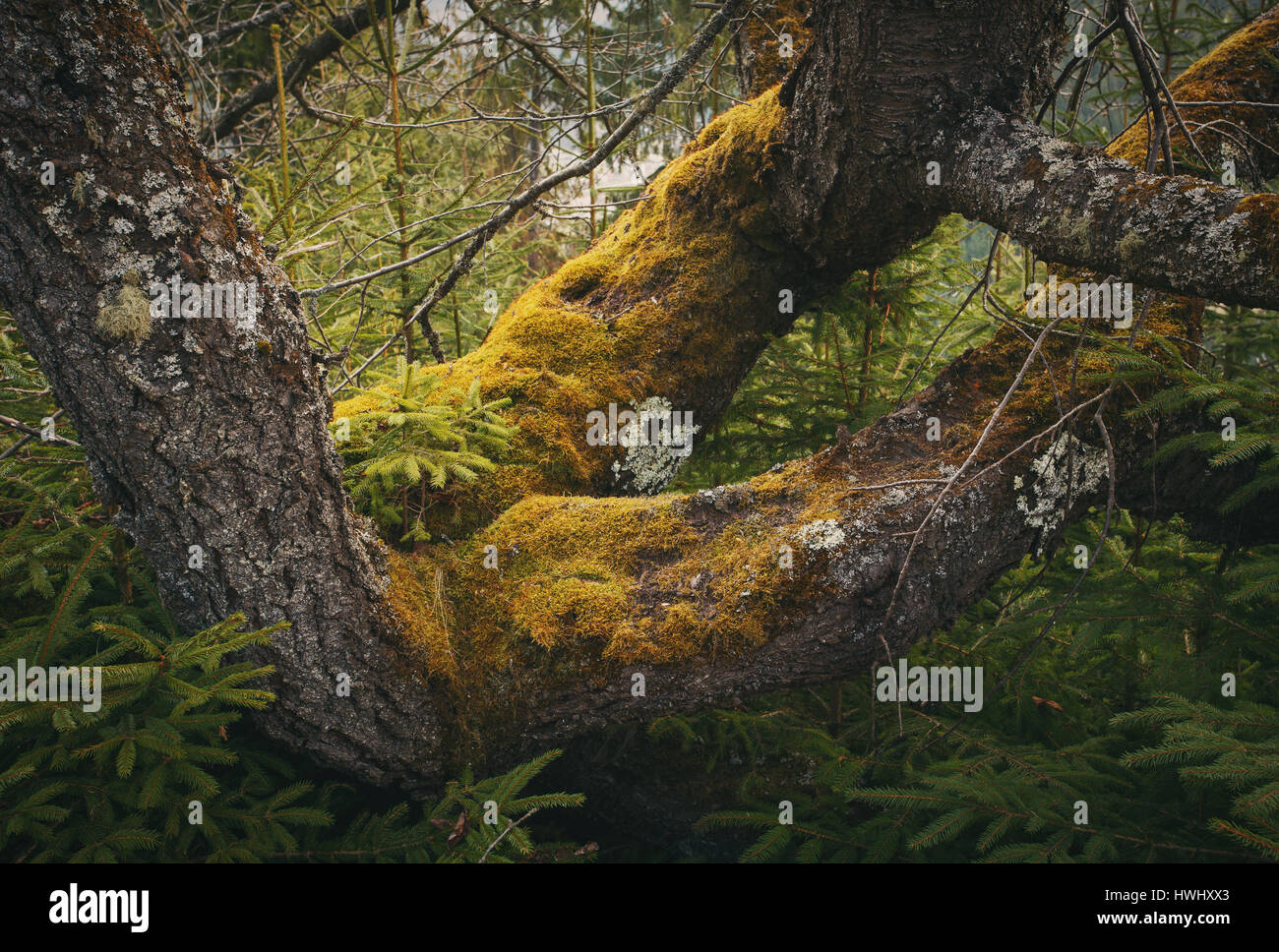 Moss trees nature hi-res stock photography and images - Alamy