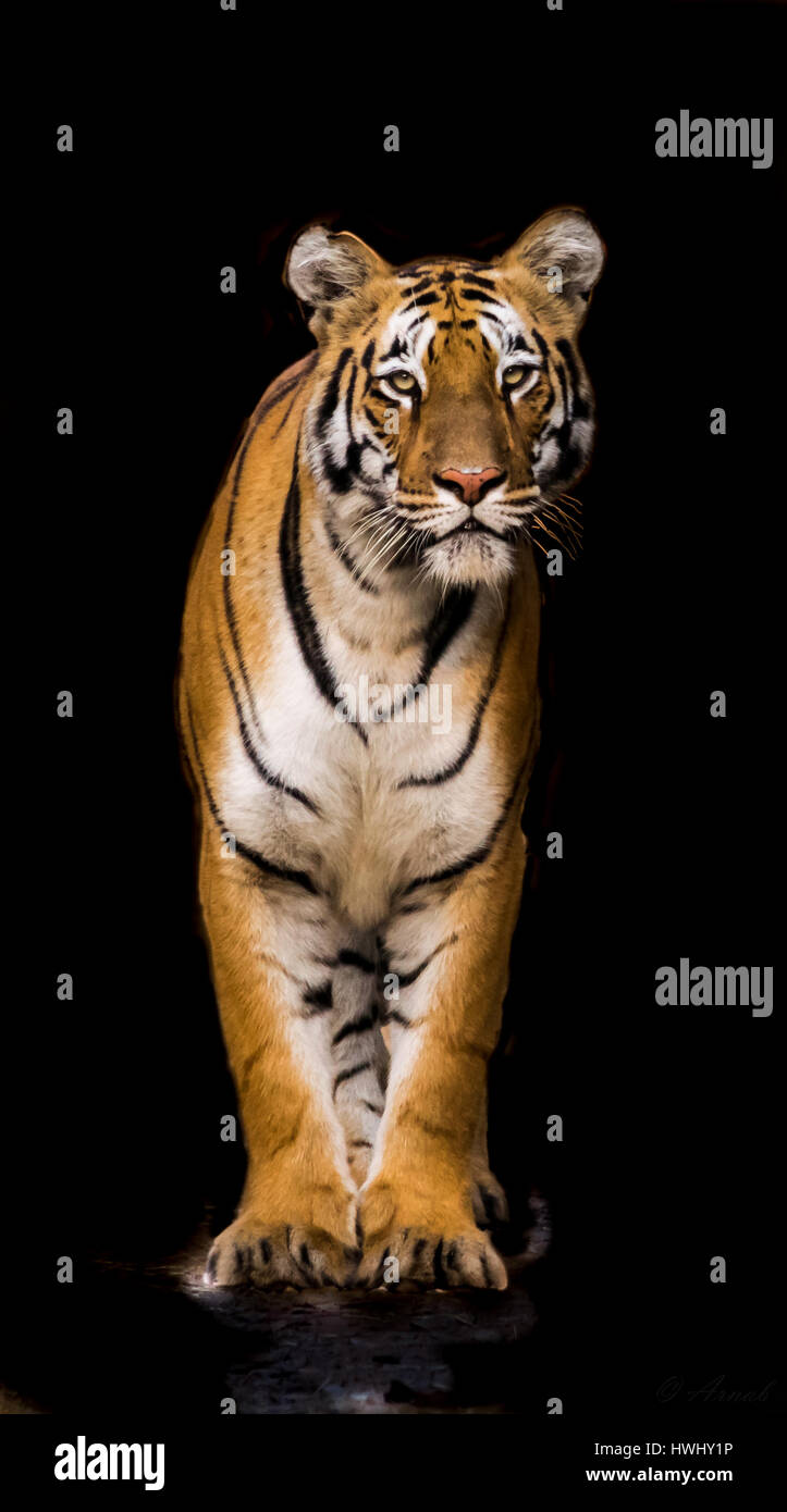 King of the jungle- Indian Tiger Stock Photo - Alamy