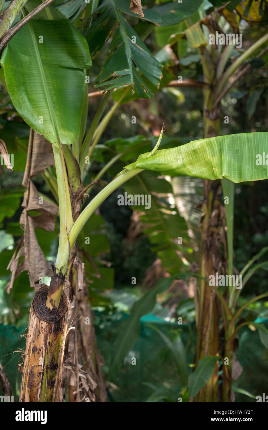 New palm leaves hi-res stock photography and images - Alamy