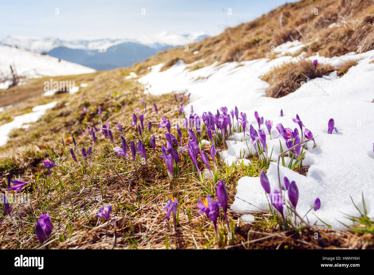 Beautiful first crocus flowers hi-res stock photography and images - Alamy