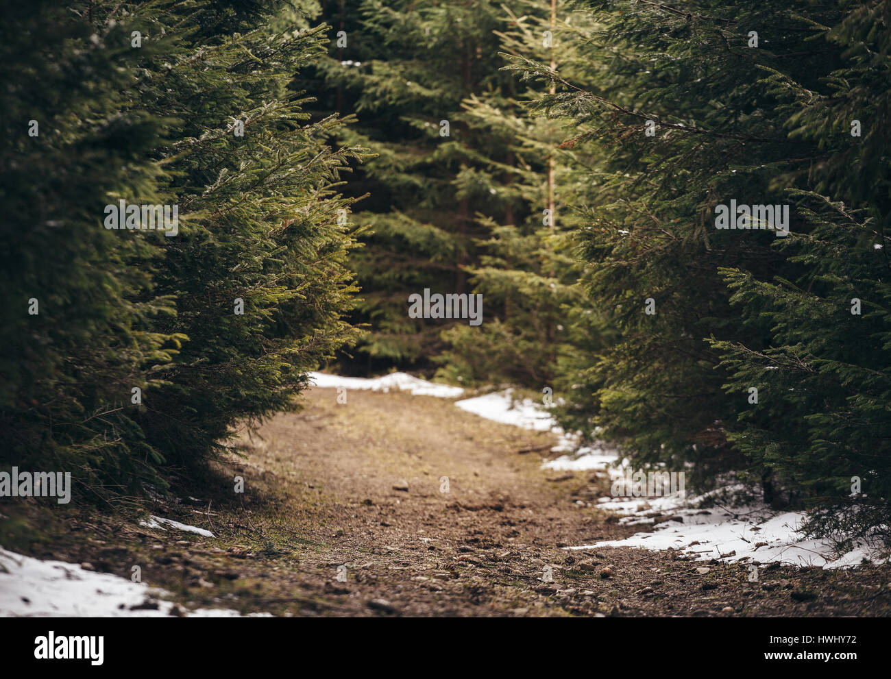 Forest path nature hi-res stock photography and images - Alamy