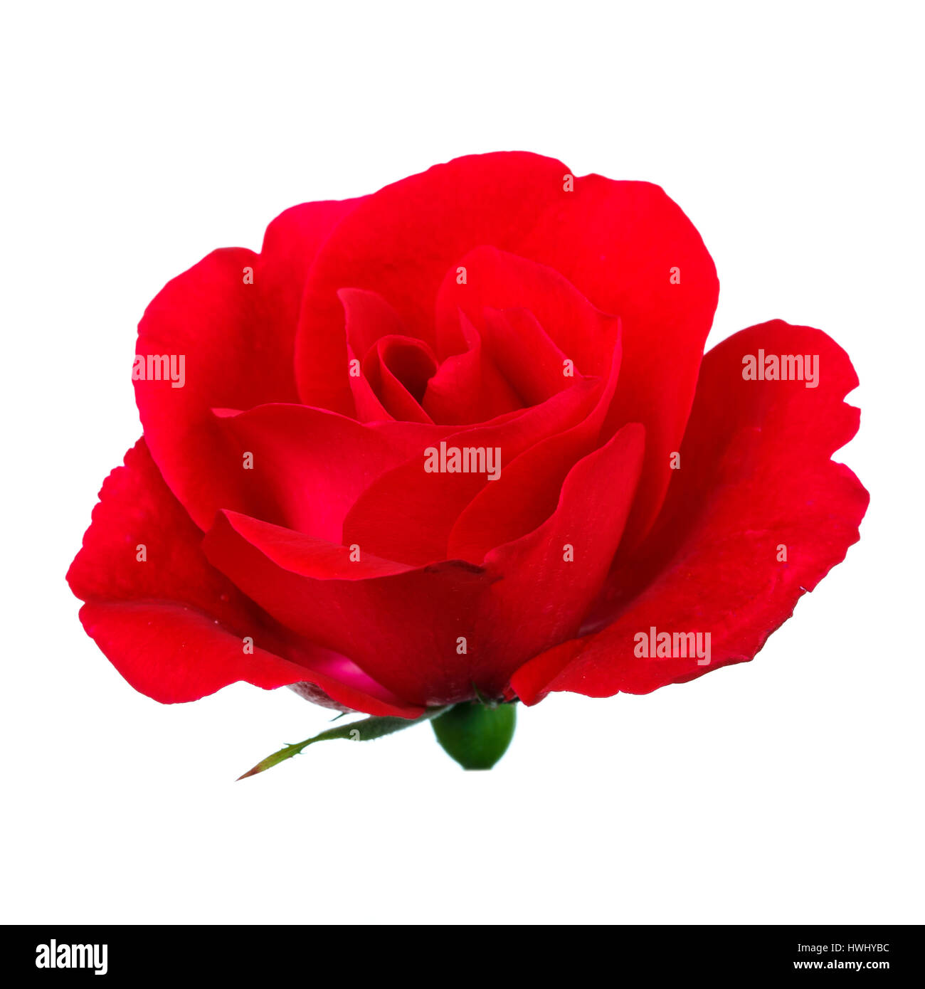 Beautiful red rose up close hi-res stock photography and images - Alamy