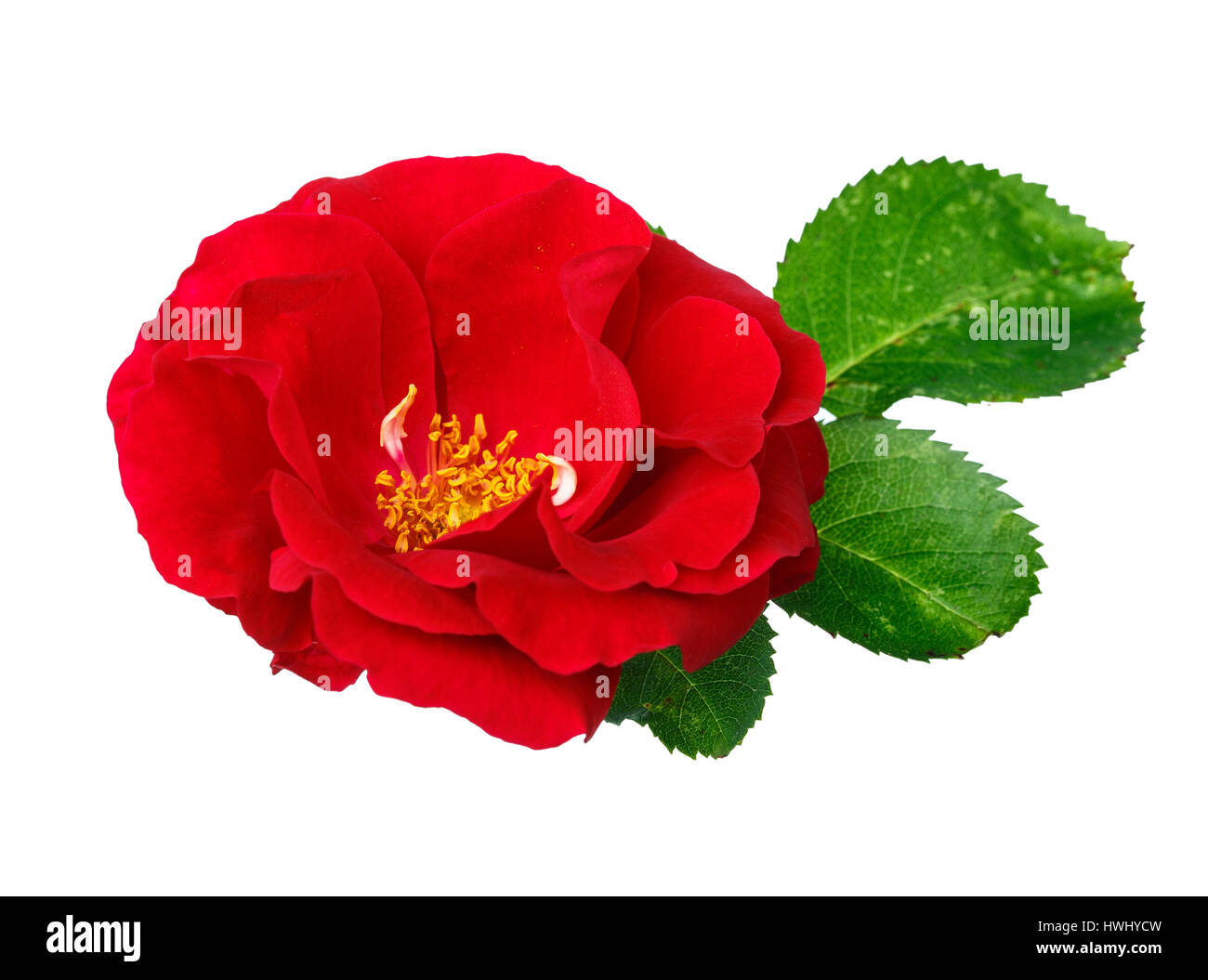 Single red rose flower hi-res stock photography and images - Alamy