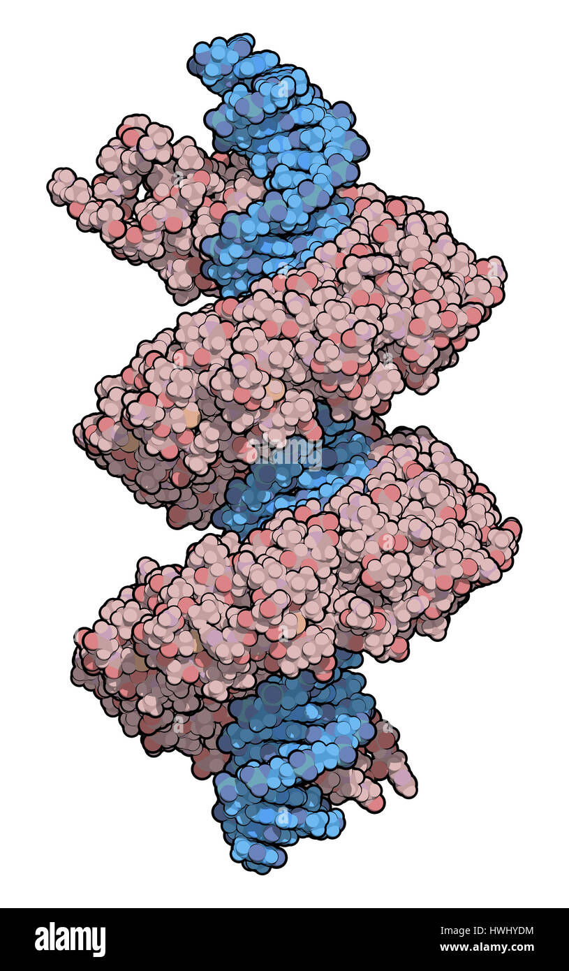 TAL (transcription activator like) effector protein or TALE. DNA ...