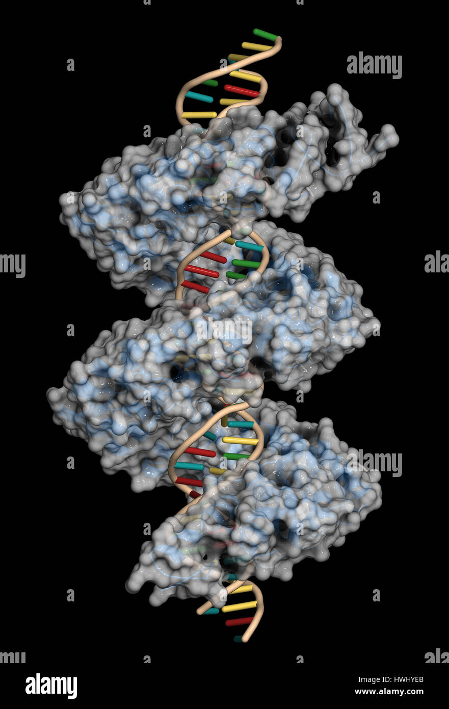 TAL (transcription activator like) effector protein or TALE. DNA ...