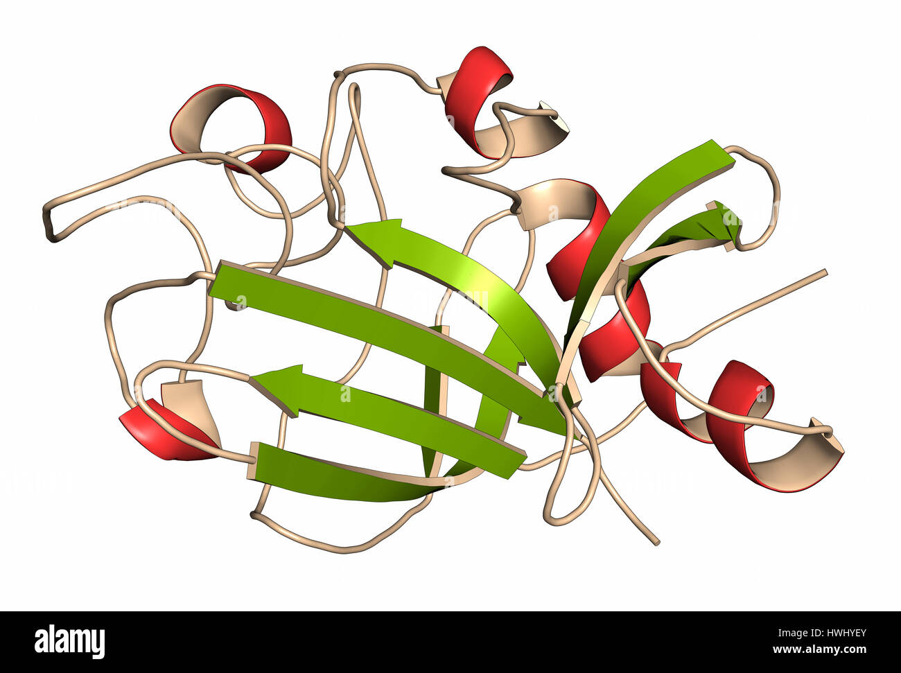 Secondary protein structure hi-res stock photography and images - Alamy