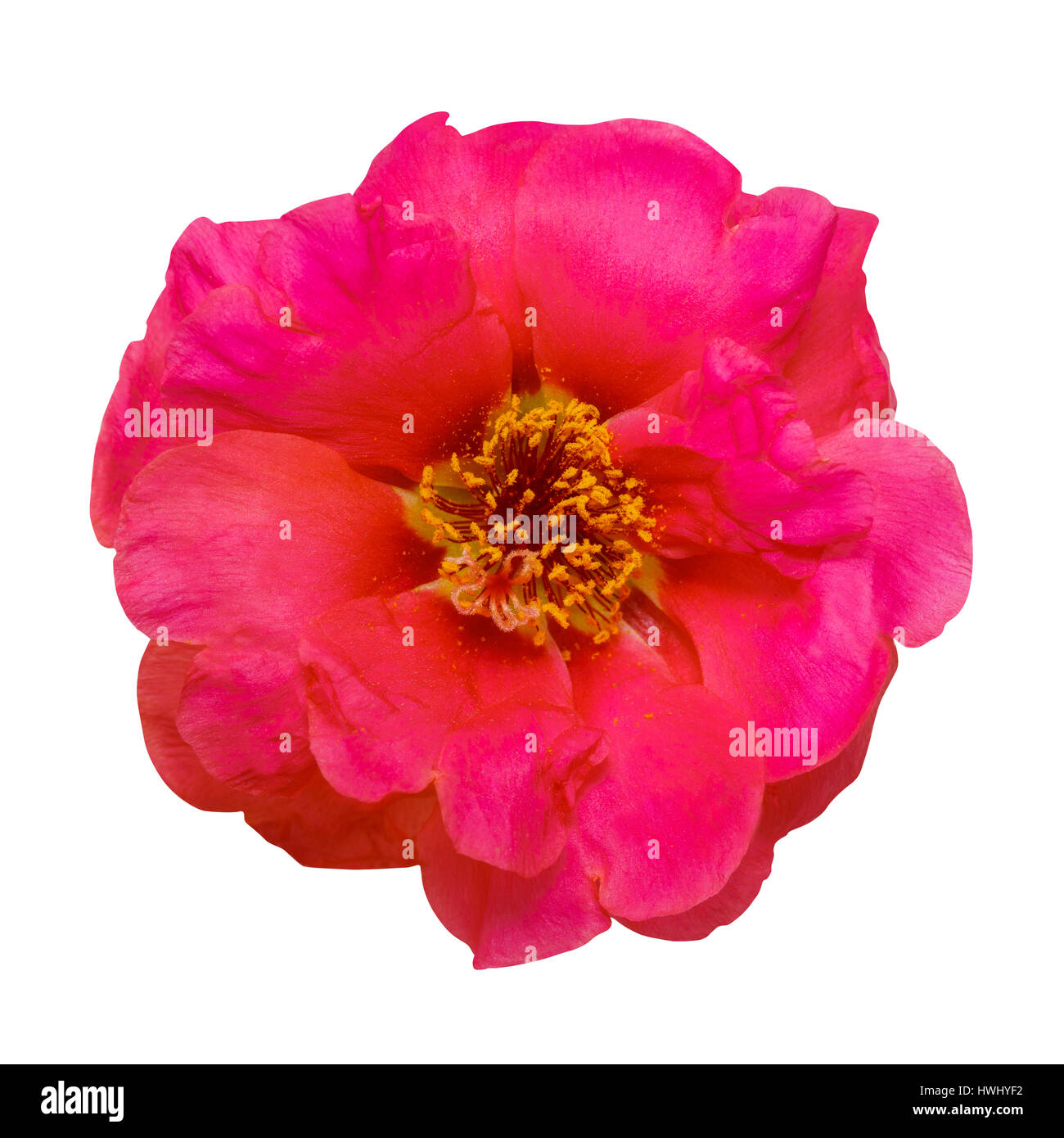 red flower isolated on white background Stock Photo - Alamy