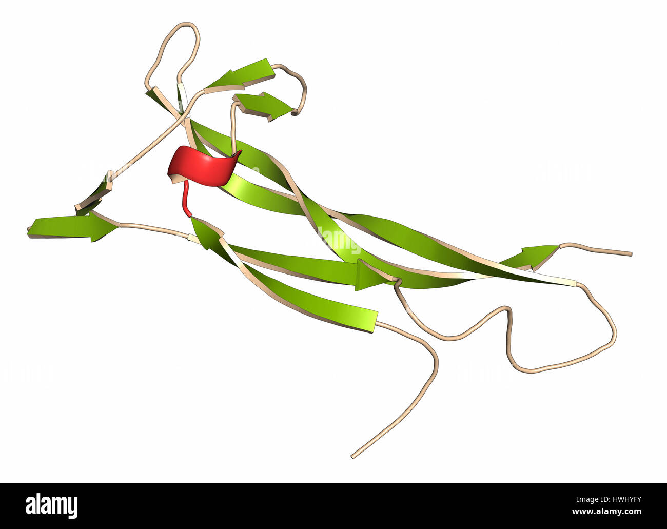 Brain-derived neurotrophic factor (BDNF) protein molecule. Cartoon ...