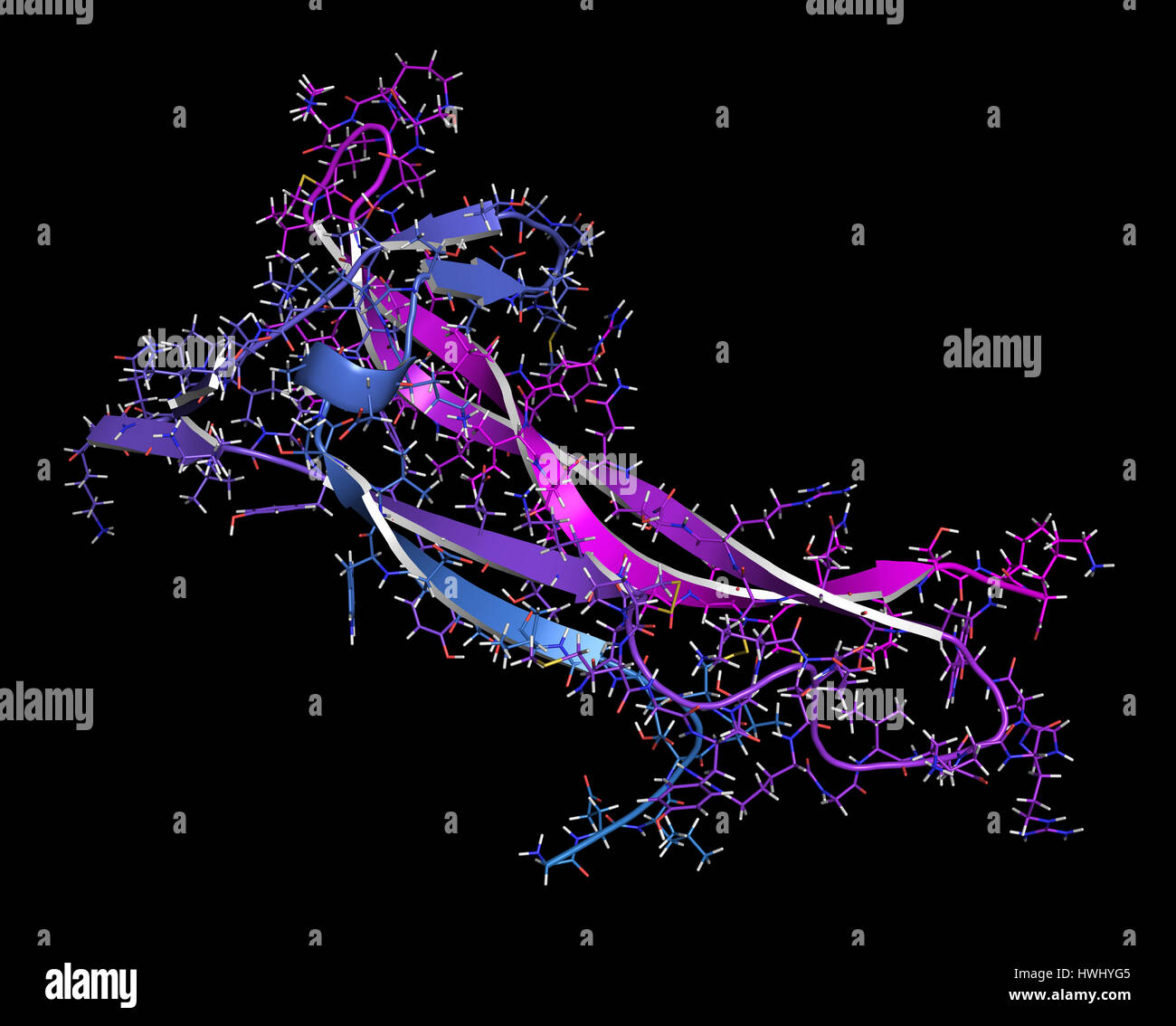 Brain-derived neurotrophic factor (BDNF) protein molecule. Cartoon ...