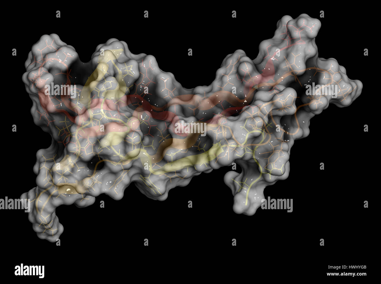 Brain-derived neurotrophic factor (BDNF) protein molecule. Cartoon ...