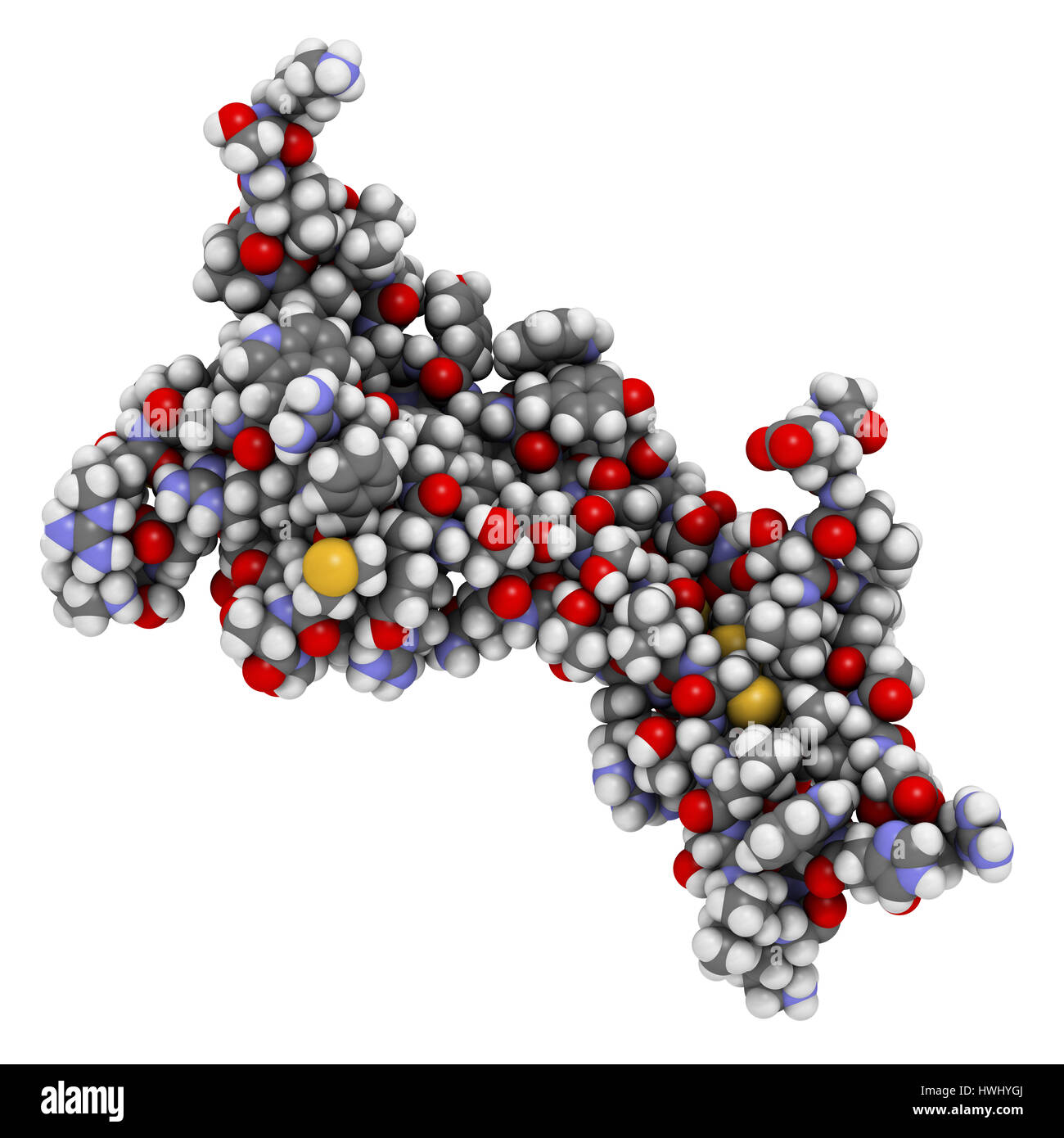 Brain-derived neurotrophic factor (BDNF) protein molecule. Atoms are ...
