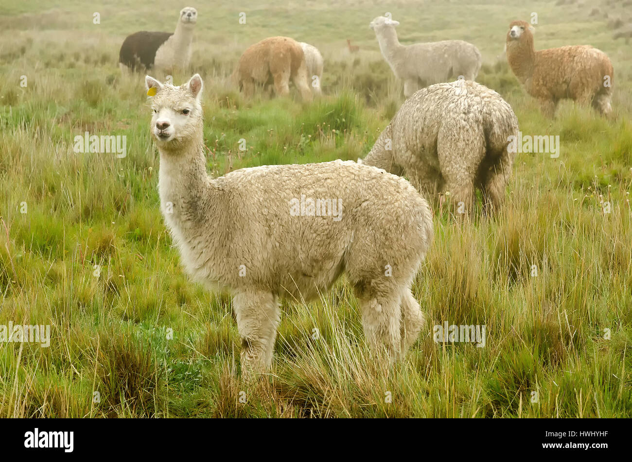 Ecuador andes alpaca hi-res stock photography and images - Alamy