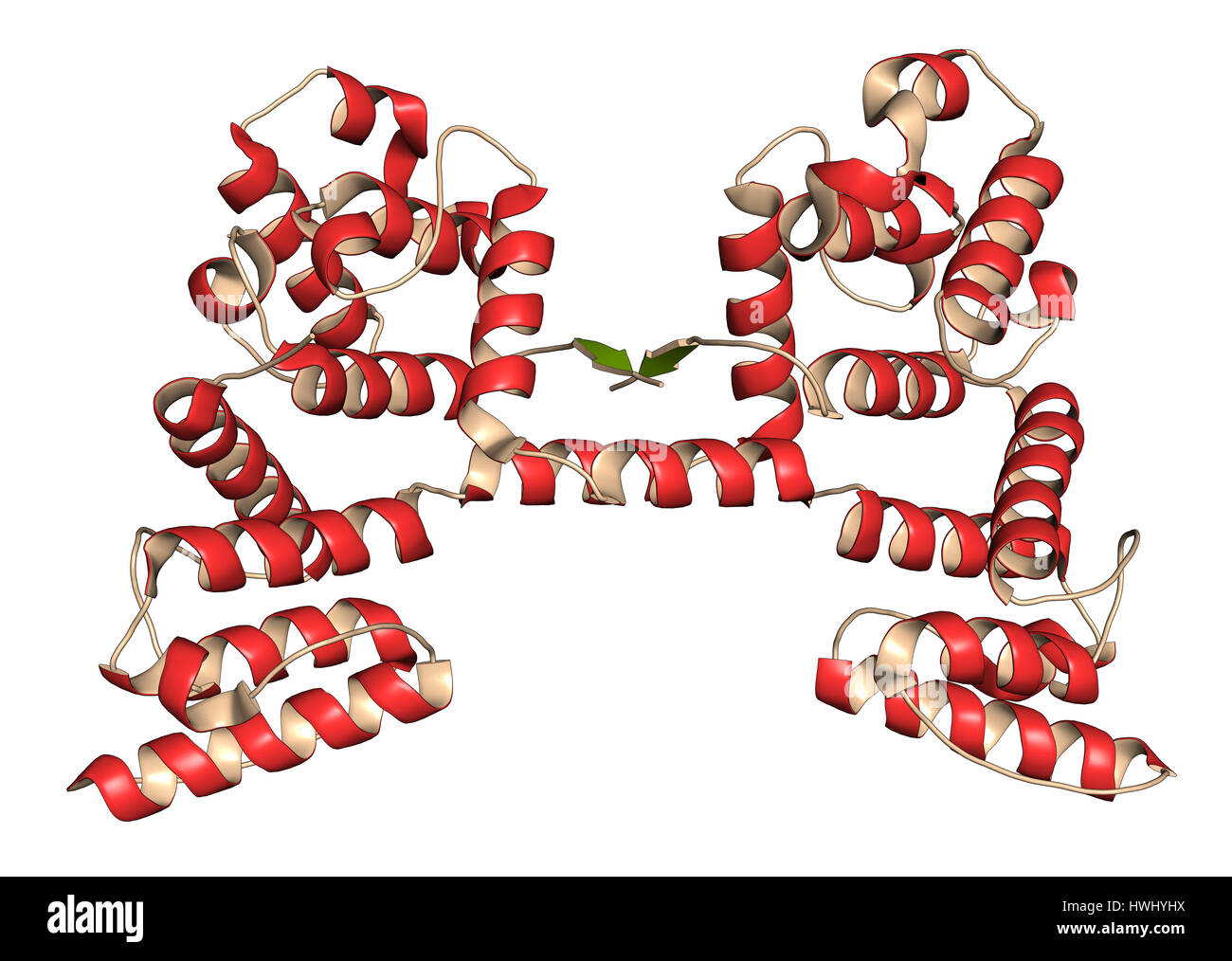 Dystrophin Muscle Protein Domain N Terminal Actin Binding Domain Stock