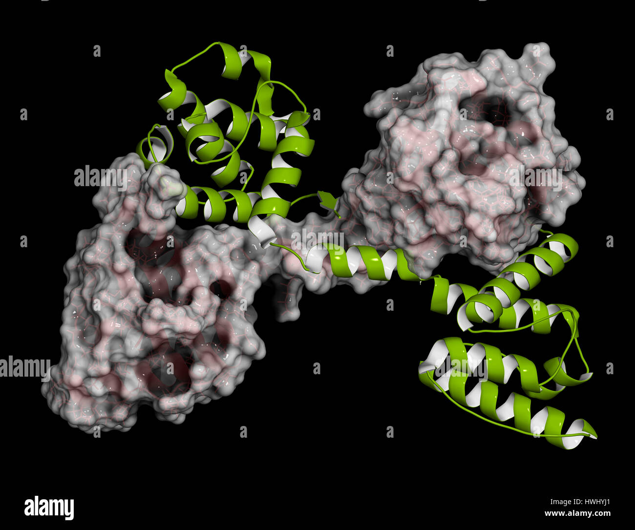 Dystrophin Muscle Protein Domain N Terminal Actin Binding Domain