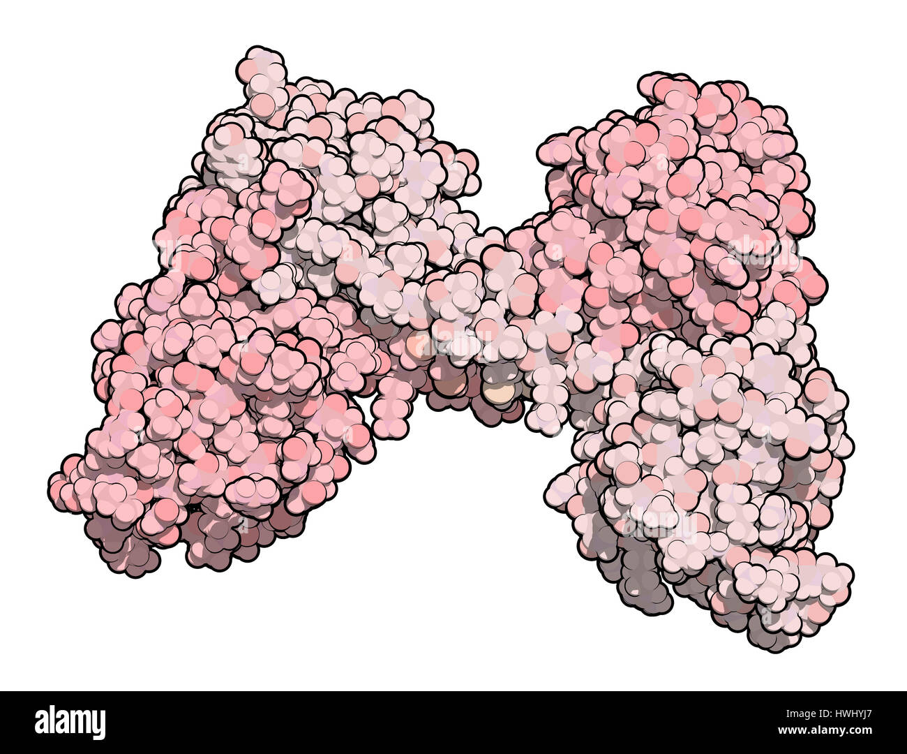 Dystrophin Muscle Protein Domain N Terminal Actin Binding Domain