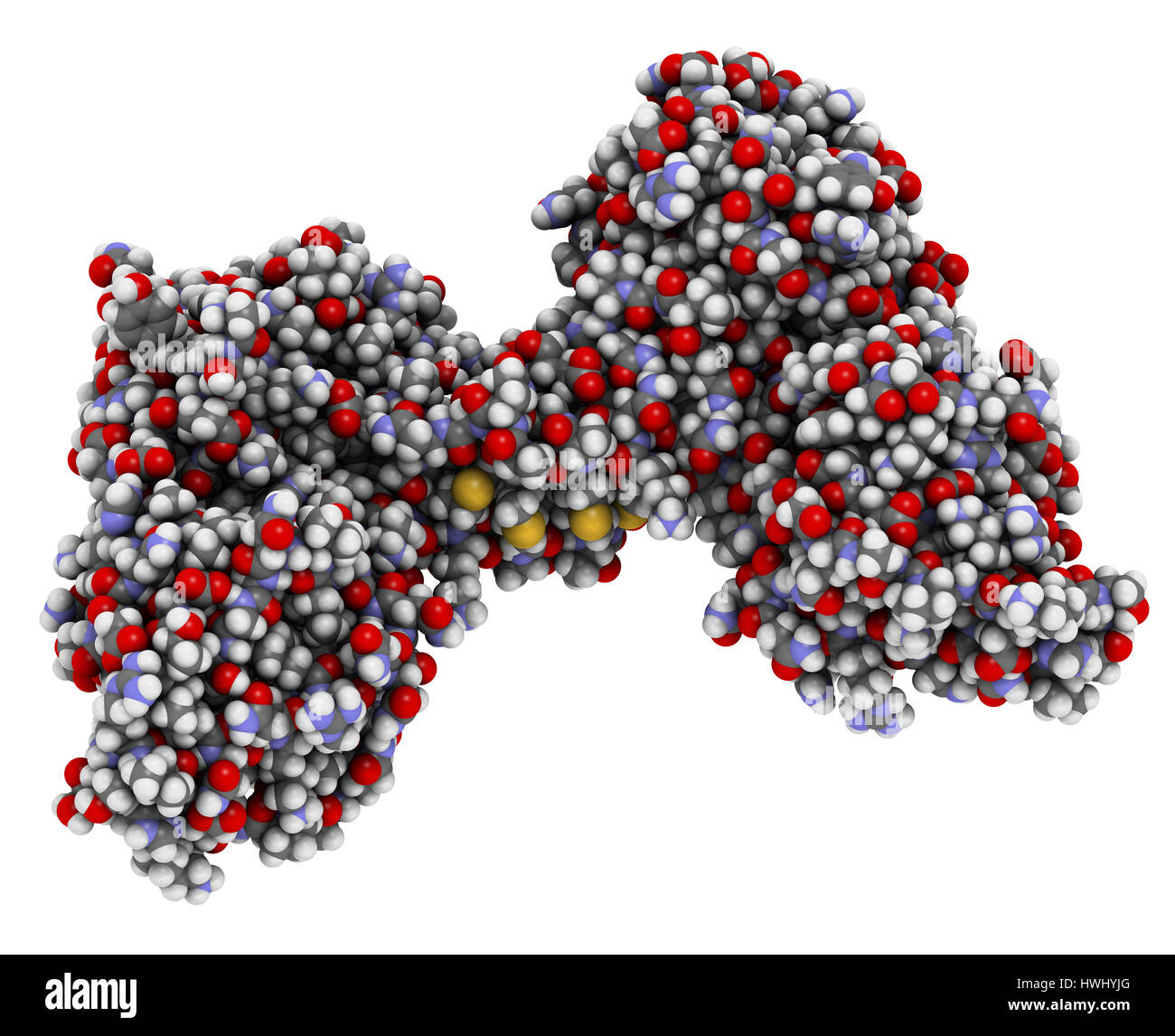 Dystrophin muscle protein domain (N-terminal actin binding domain ...