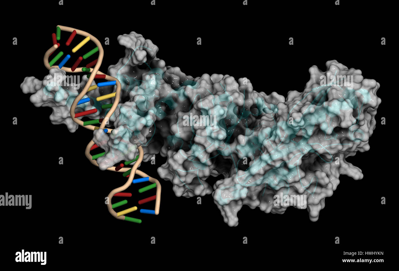 Hypoxia-inducible factor 1 (HIF-1) transcription factor, bound to DNA ...