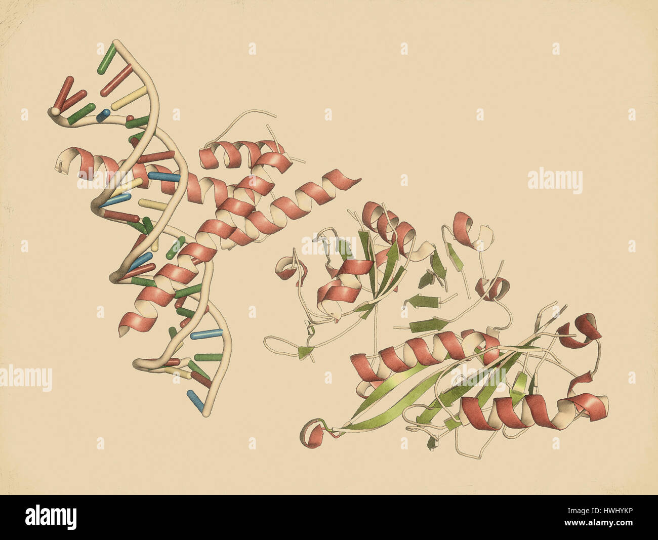 Hypoxia-inducible factor 1 (HIF-1) transcription factor, bound to DNA ...