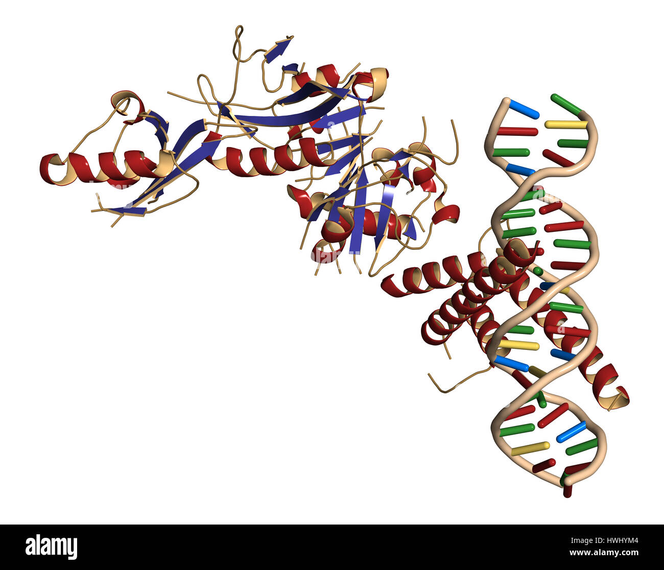 Transcription factor Cut Out Stock Images & Pictures - Alamy