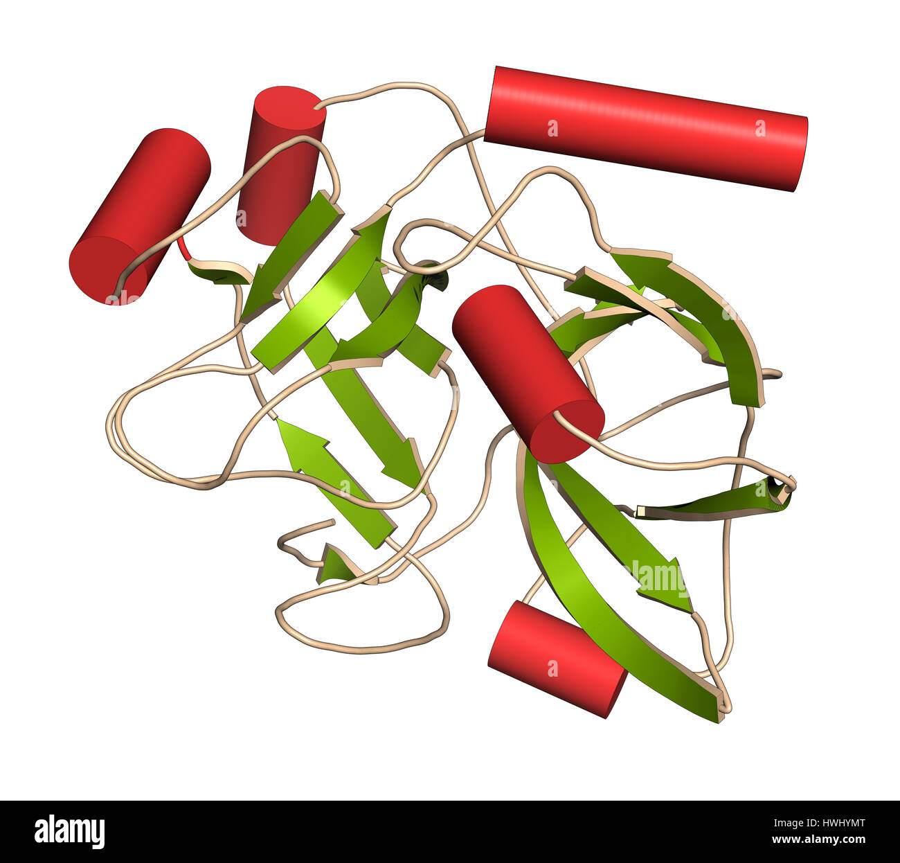 Plasma kallikrein enzyme molecule. Cartoon representation with ...