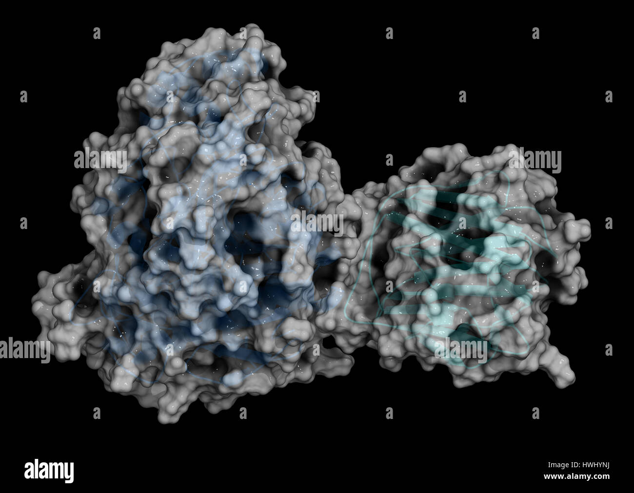 Neuroligin and neurexin proteins. Complex formed between Neuroligin-4 ...