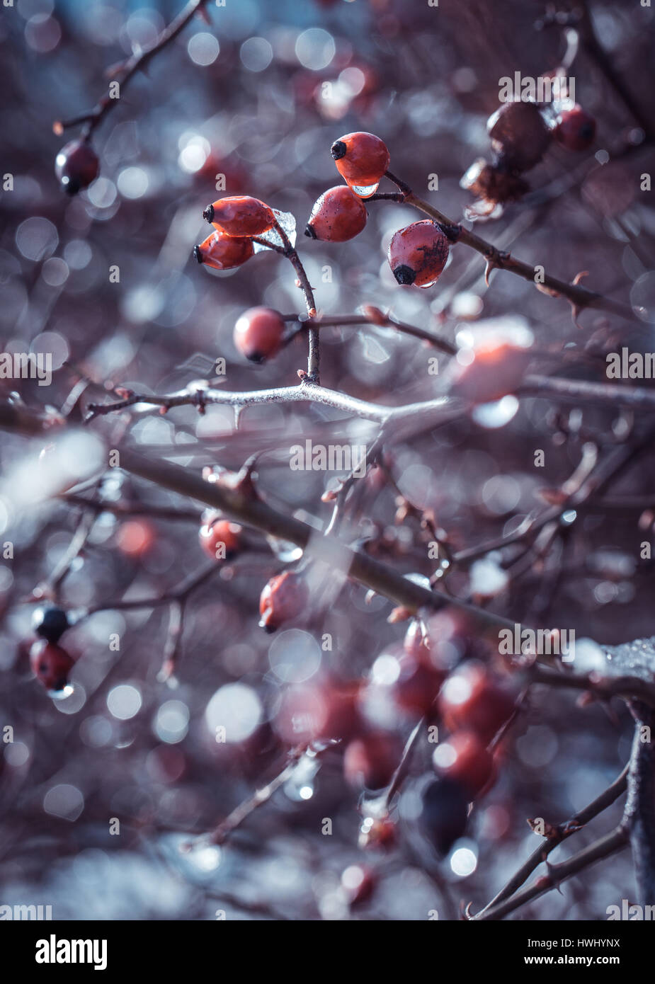 Briar bush hi-res stock photography and images - Alamy