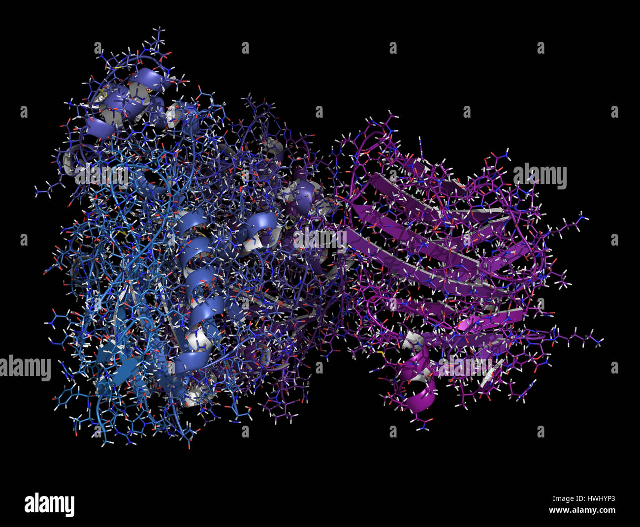 Neuroligin and neurexin proteins. Complex formed between Neuroligin-4 ...