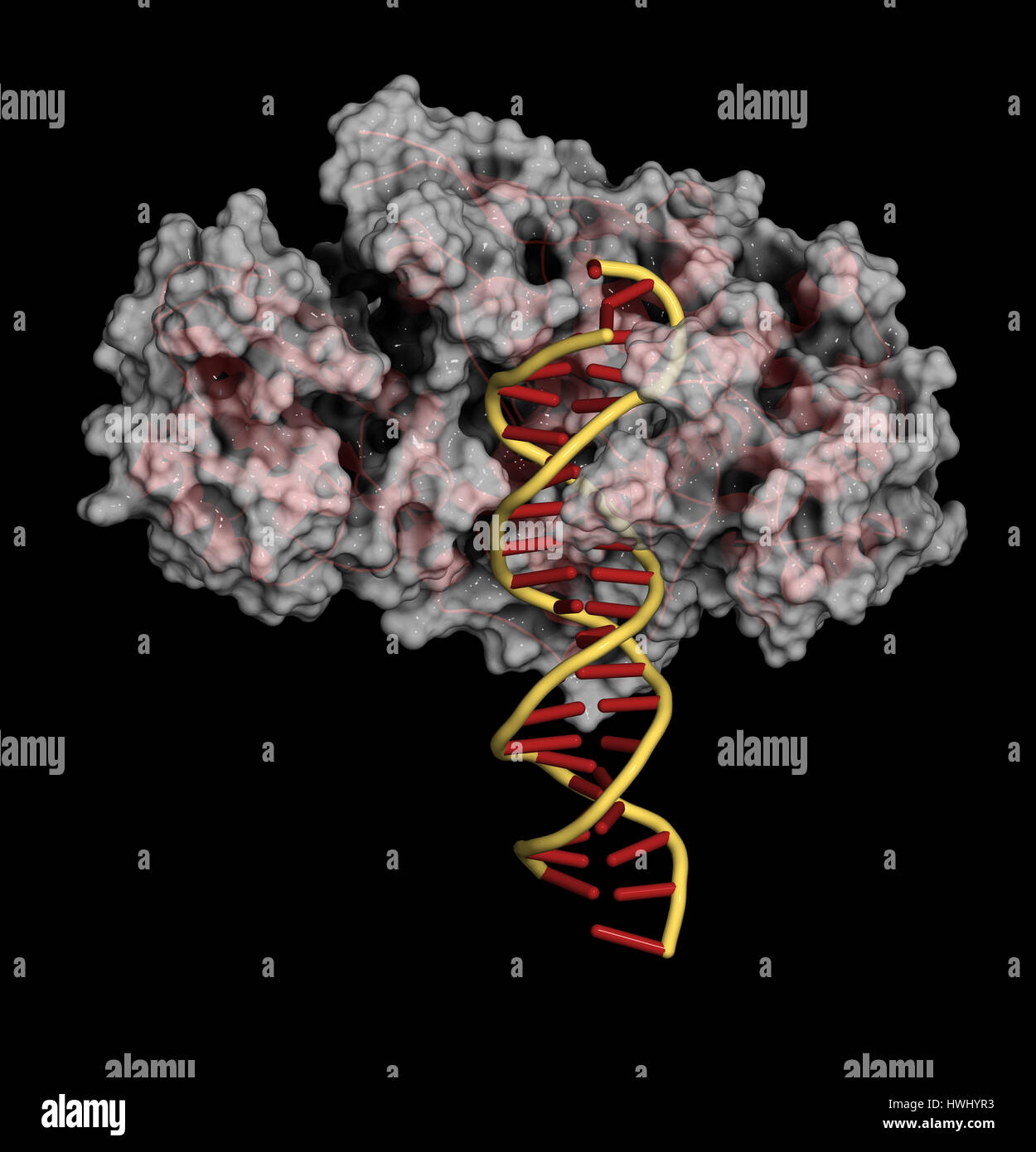Restriction enzyme and dna hi-res stock photography and images - Alamy