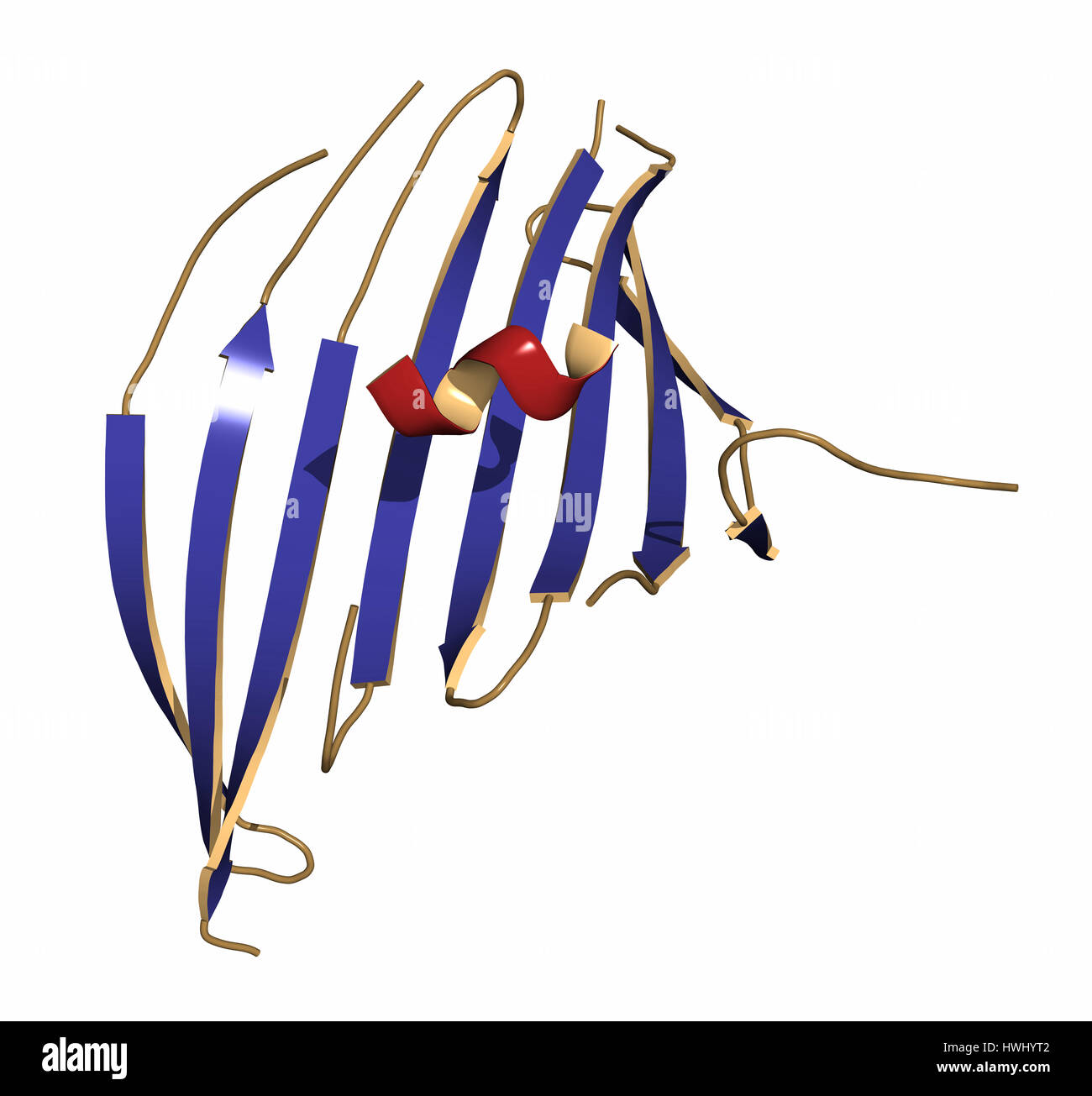 Fibroin structure hi-res stock photography and images - Alamy