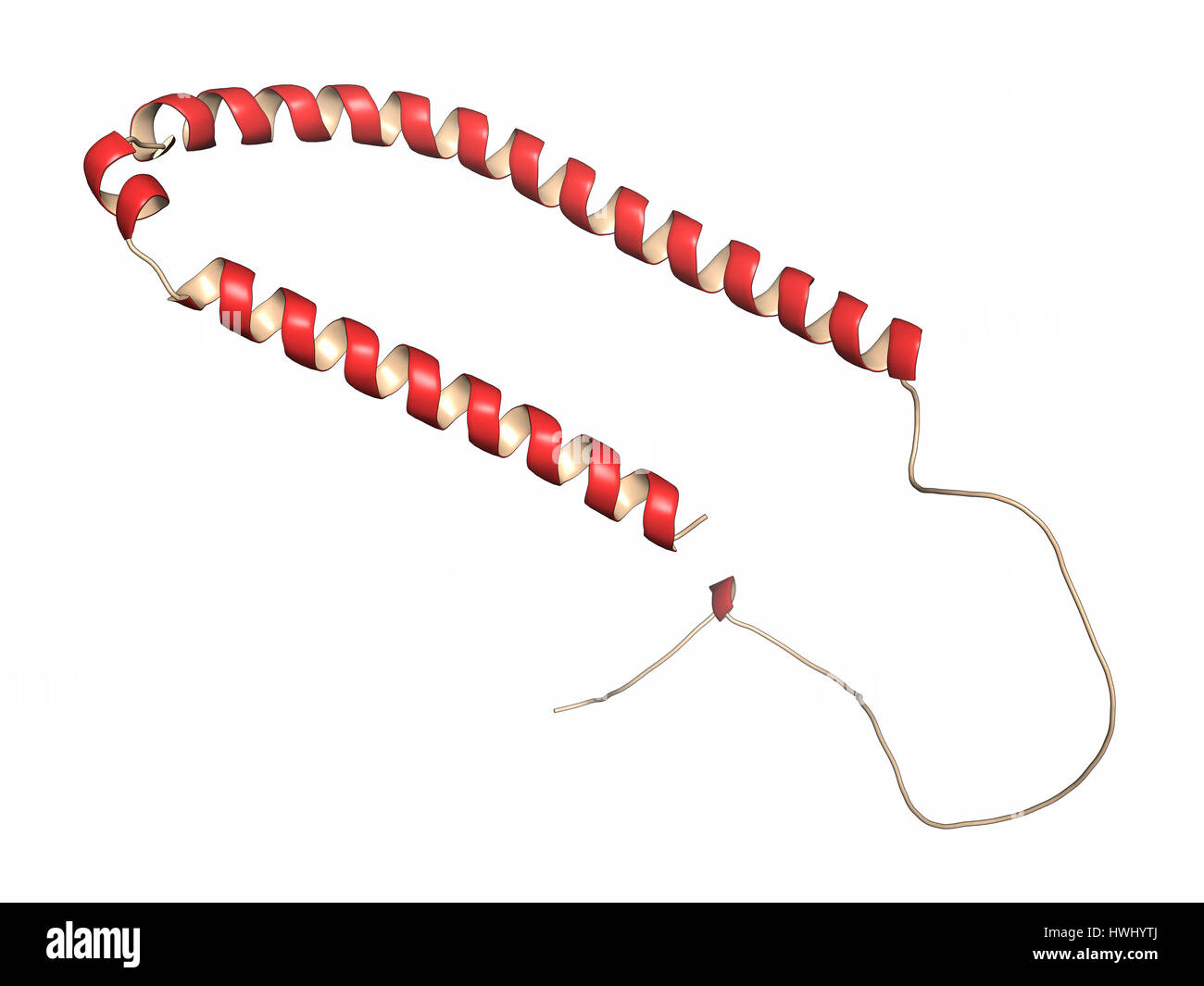 Alpha-synuclein protein. May play role in Parkinson's and Alzheimer's ...
