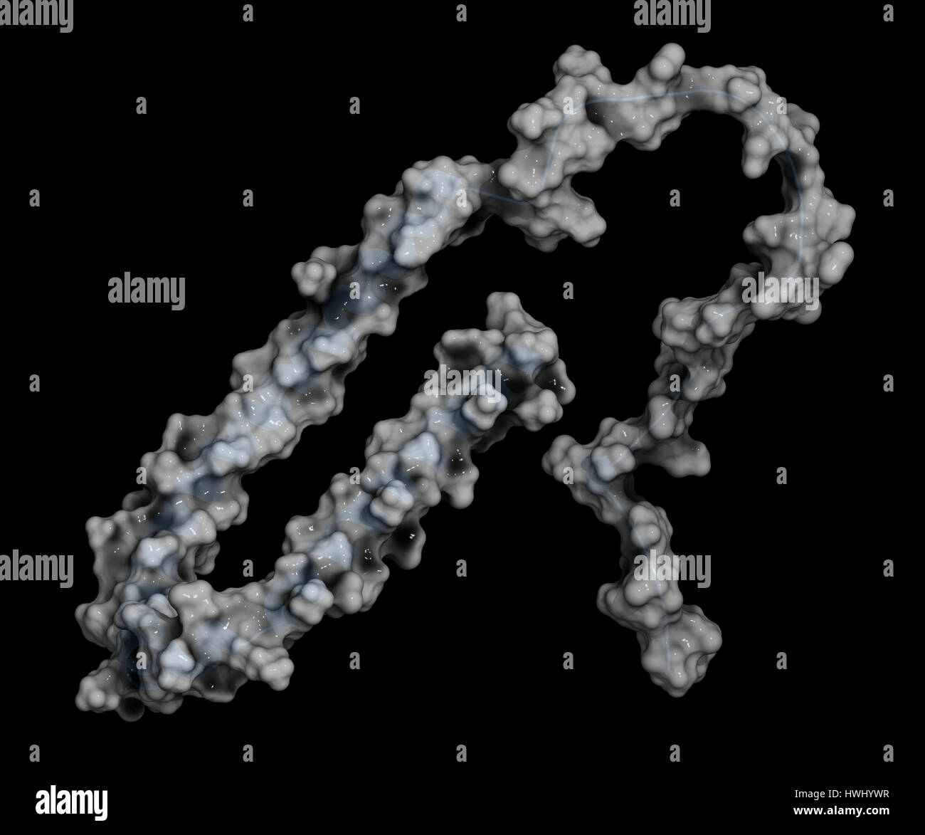 Alpha-synuclein protein. May play role in Parkinson's and Alzheimer's ...