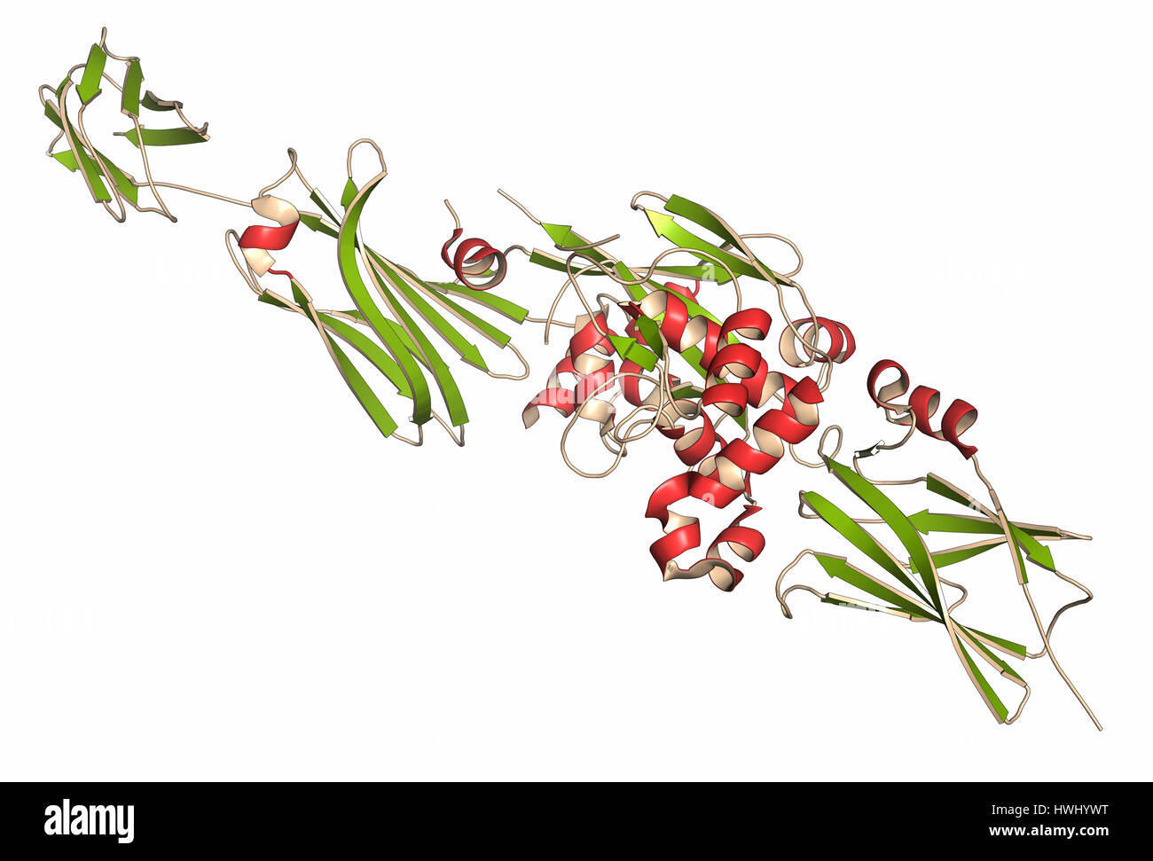 Tissue transglutaminase (tTG, TG2) protein. Plays important role in ...