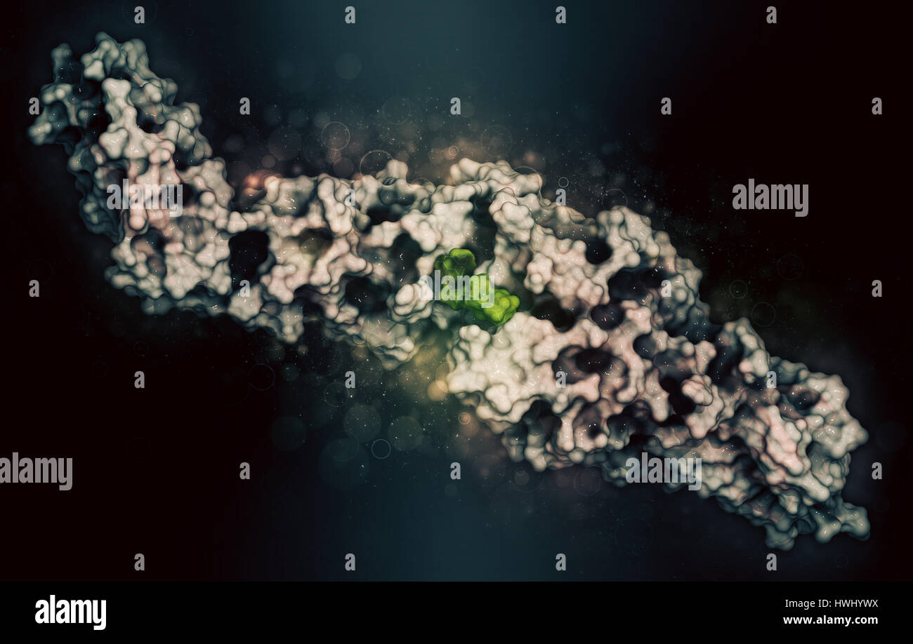 Tissue transglutaminase (tTG, TG2) protein. Plays important role in ...