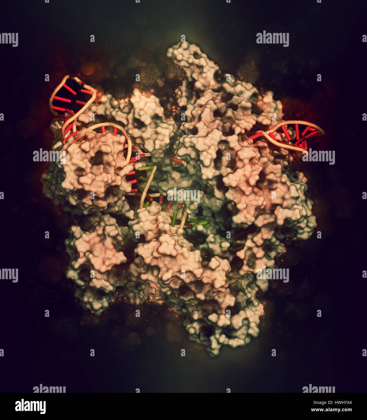 CRISPR-CAS9 gene editing complex from Streptococcus pyogenes. The Cas9 ...