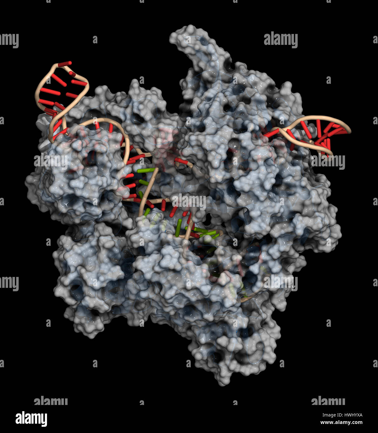 CRISPR-CAS9 gene editing complex from Streptococcus pyogenes. The Cas9 ...