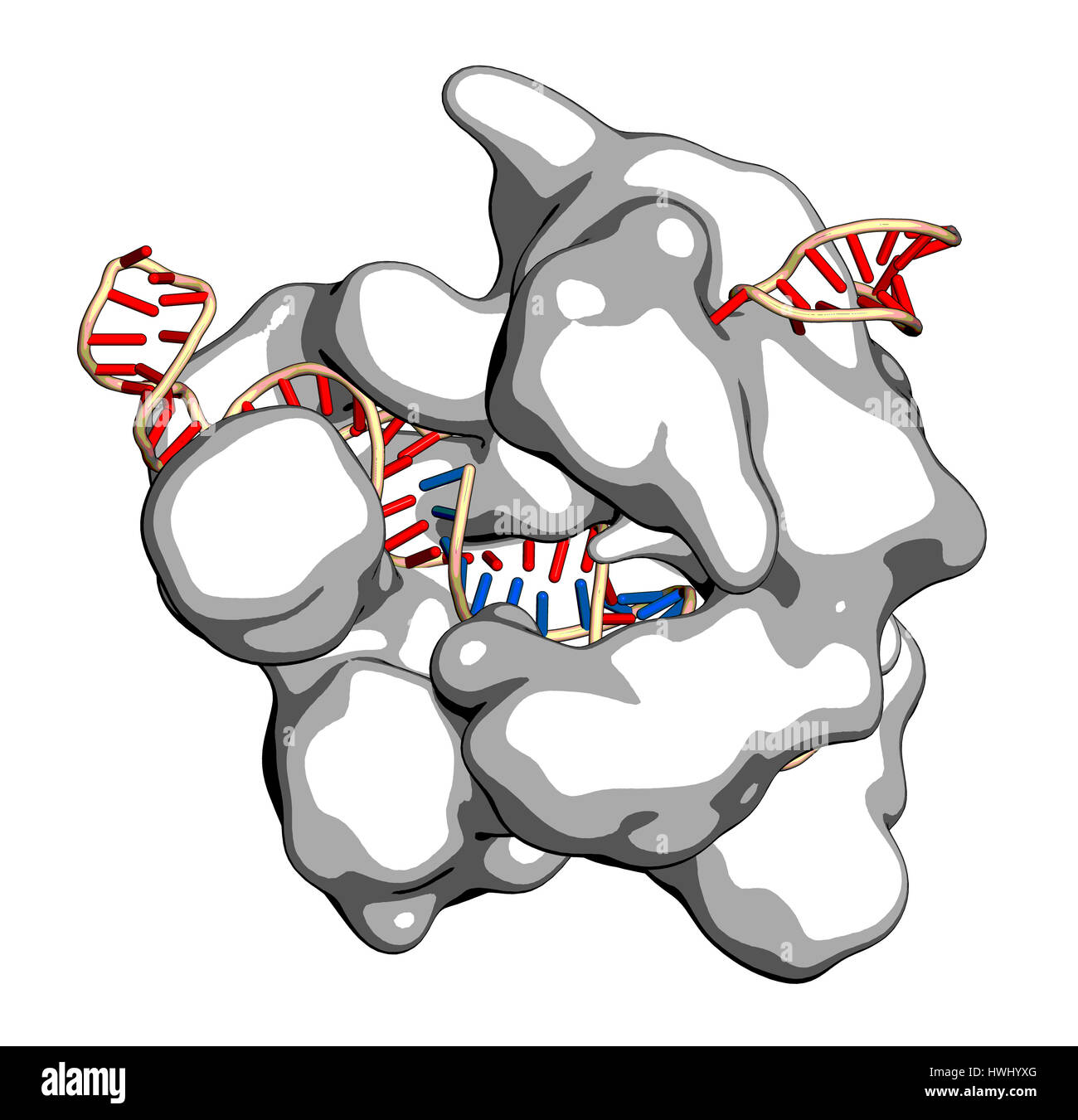 CRISPR-CAS9 gene editing complex from Streptococcus pyogenes. The Cas9 ...