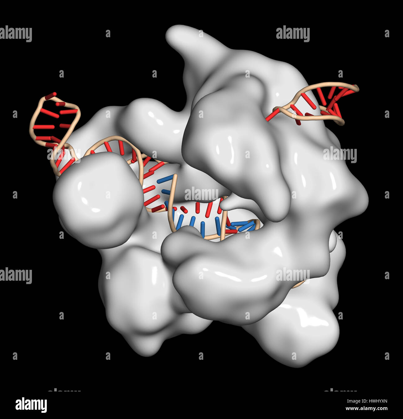 CRISPR-CAS9 gene editing complex from Streptococcus pyogenes. The Cas9 ...