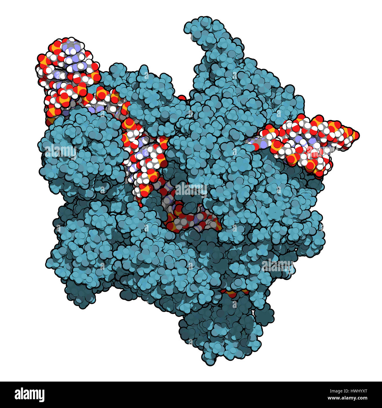 CRISPR-CAS9 gene editing complex from Streptococcus pyogenes. The Cas9 ...