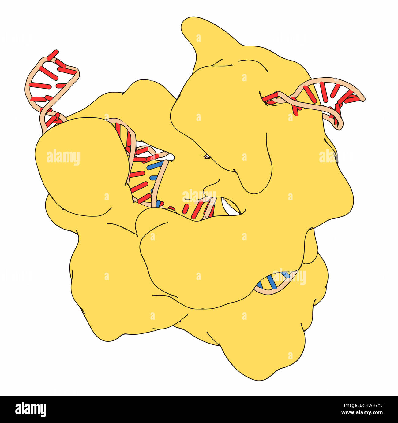 CRISPR-CAS9 gene editing complex from Streptococcus pyogenes. The Cas9 ...