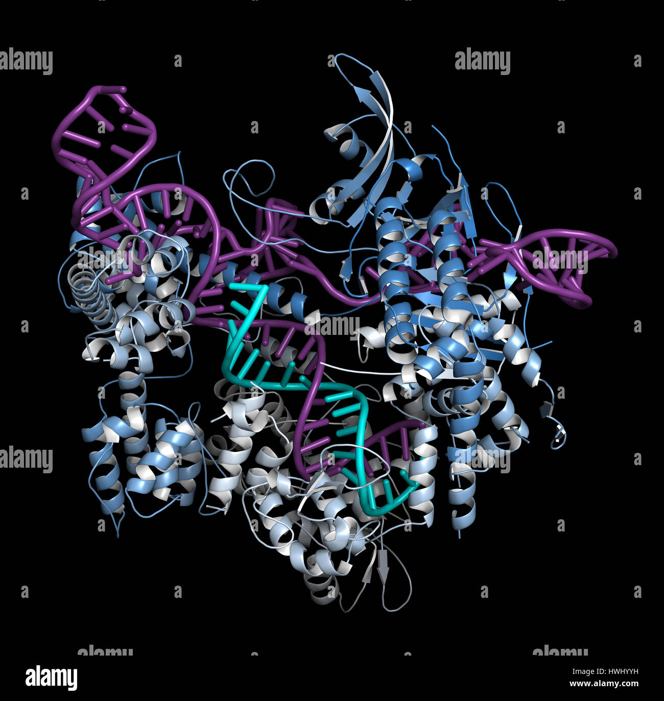 CRISPR-CAS9 gene editing complex from Streptococcus pyogenes. The Cas9 ...
