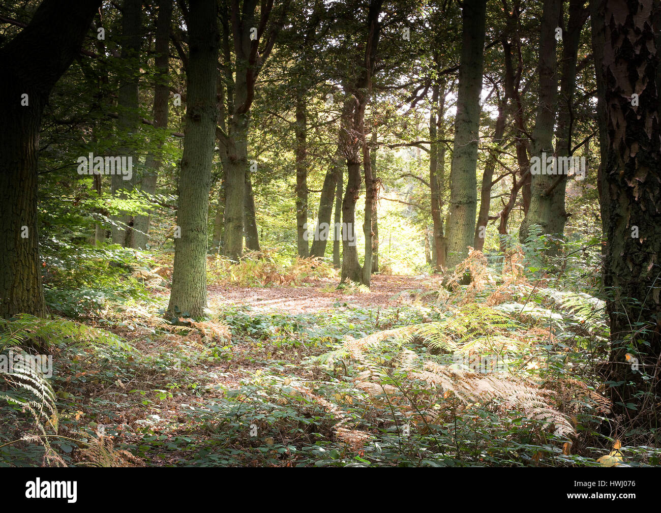 Woodland arch hi-res stock photography and images - Alamy