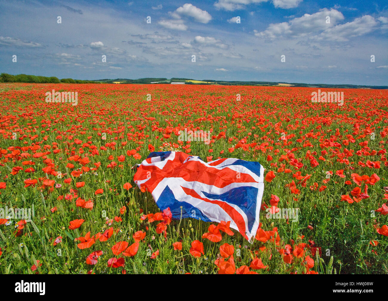 poppy field in England with fallen Union Jack Stock Photo - Alamy