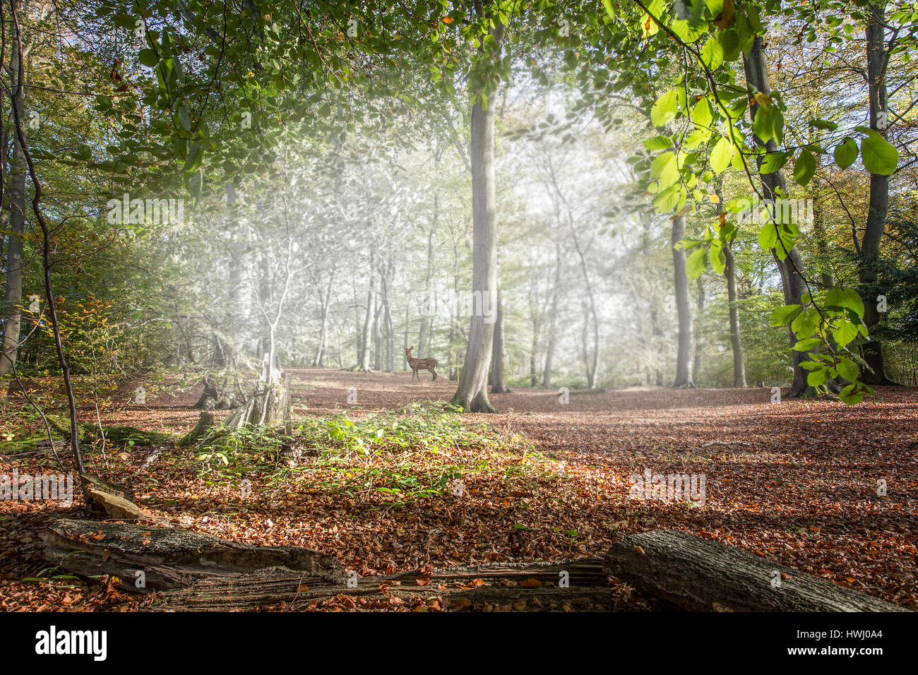 Woodland arch hi-res stock photography and images - Alamy
