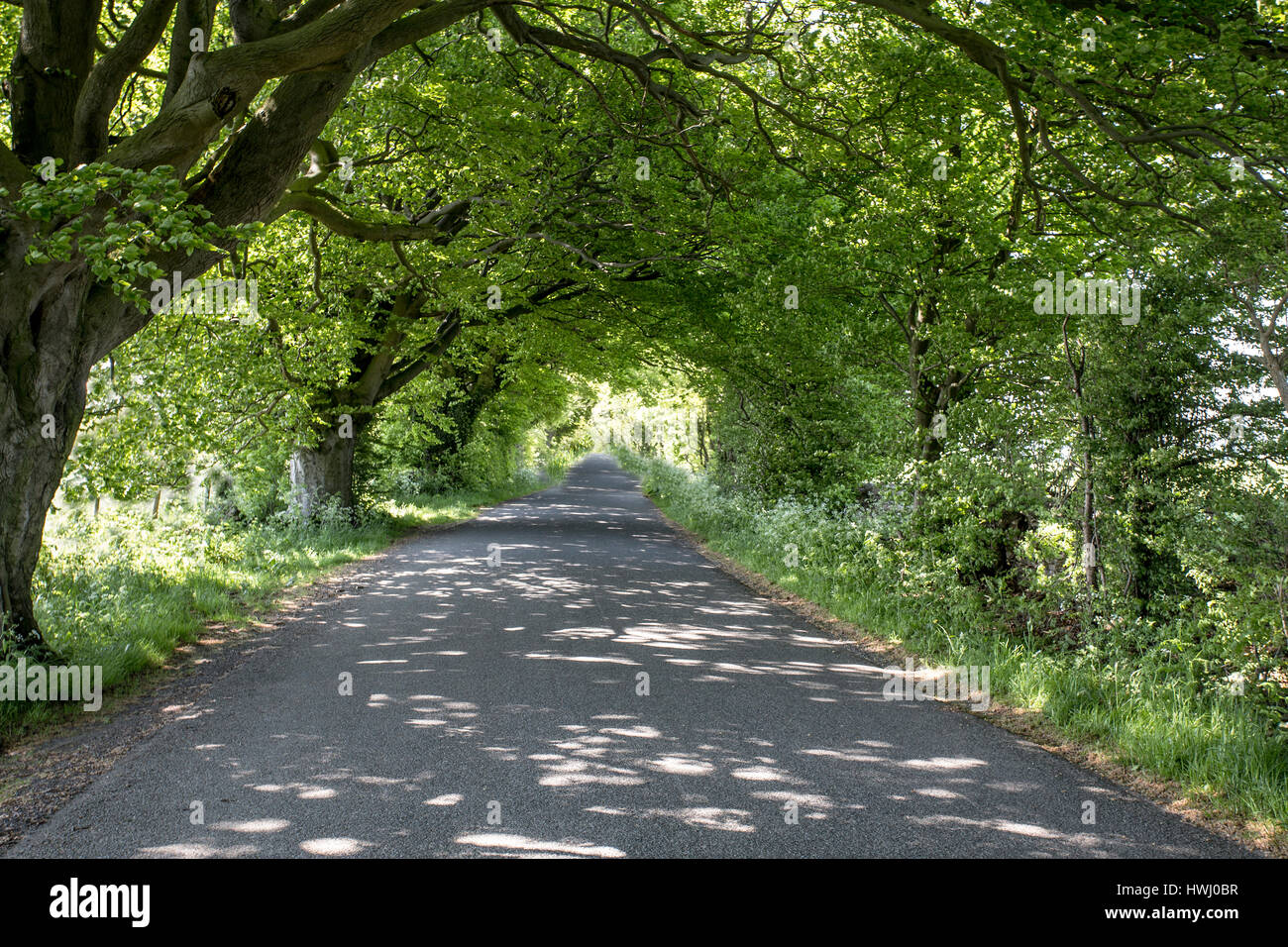 archway of trees in spring Stock Photo - Alamy
