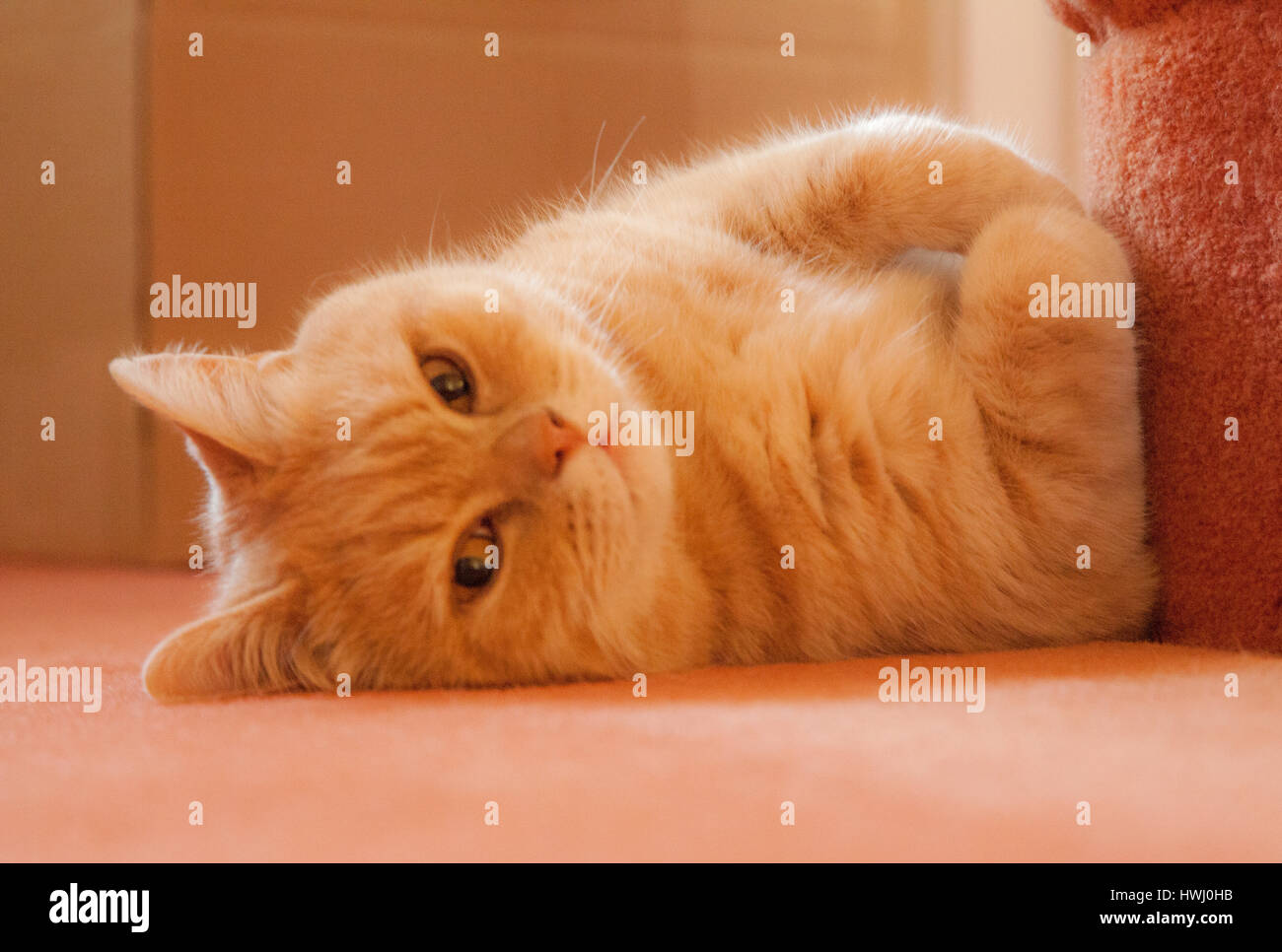 Simba the cat Stock Photo - Alamy