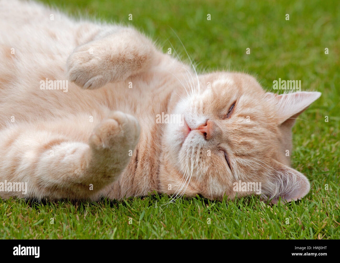 Simba on Lawn Stock Photo - Alamy