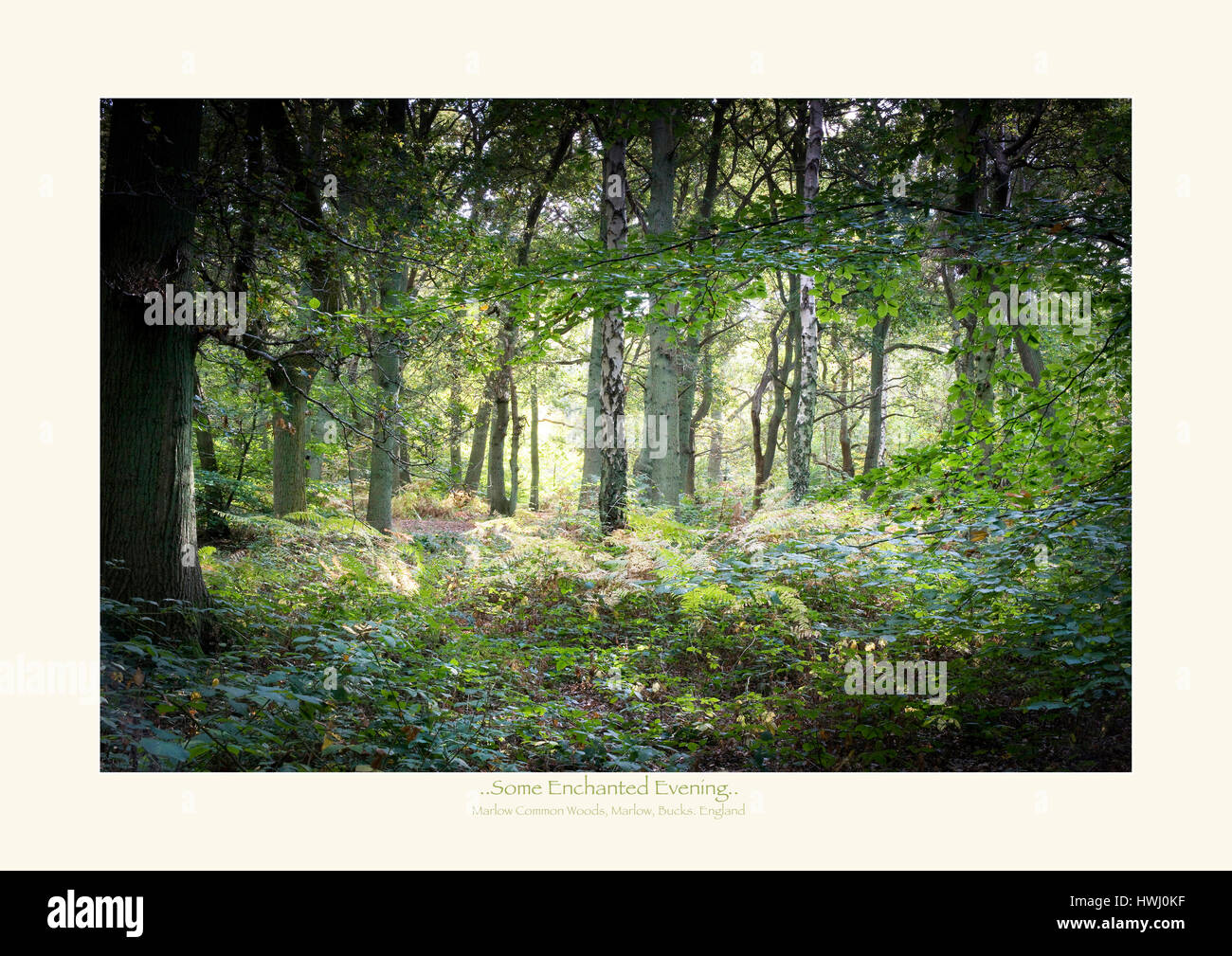 Woodland scene in Bucks uk Stock Photo - Alamy