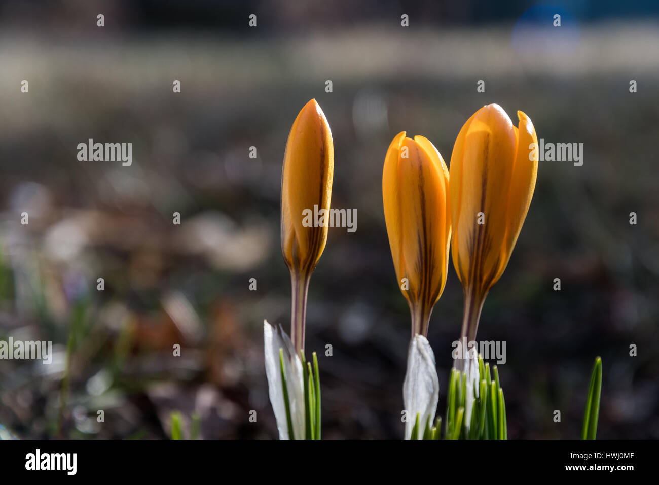 Closeup of bright glowing yellow crocus buds at early spring season ...
