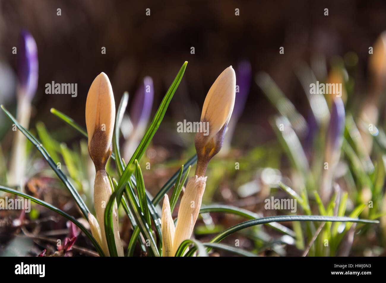 Glowing crocus buds in a sunlit flowerbed at early springtime Stock ...