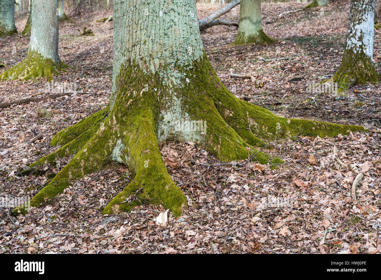 Old mossy stable rooted oak tree Stock Photo - Alamy